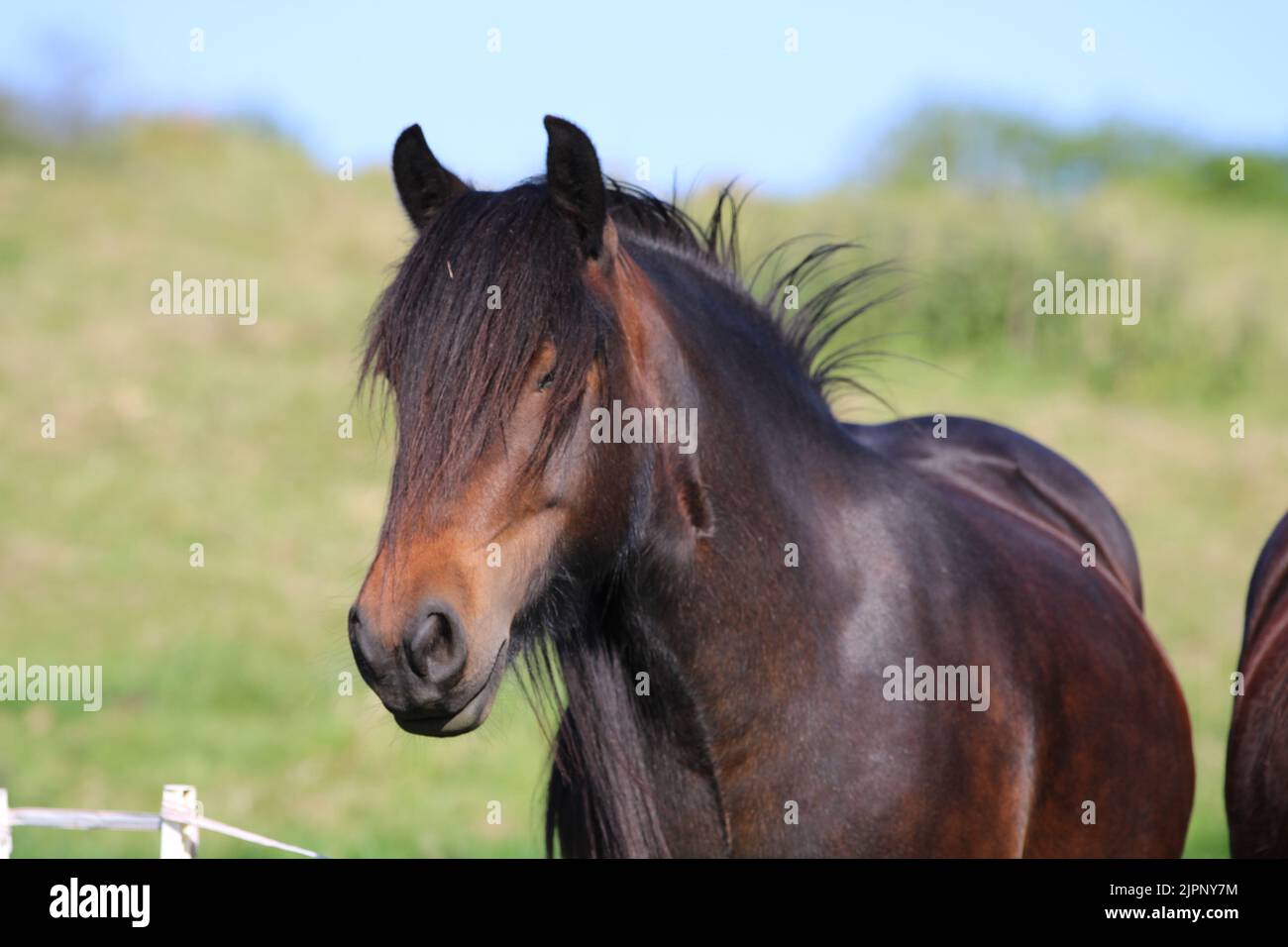 My little pony brown hi-res stock photography and images - Alamy