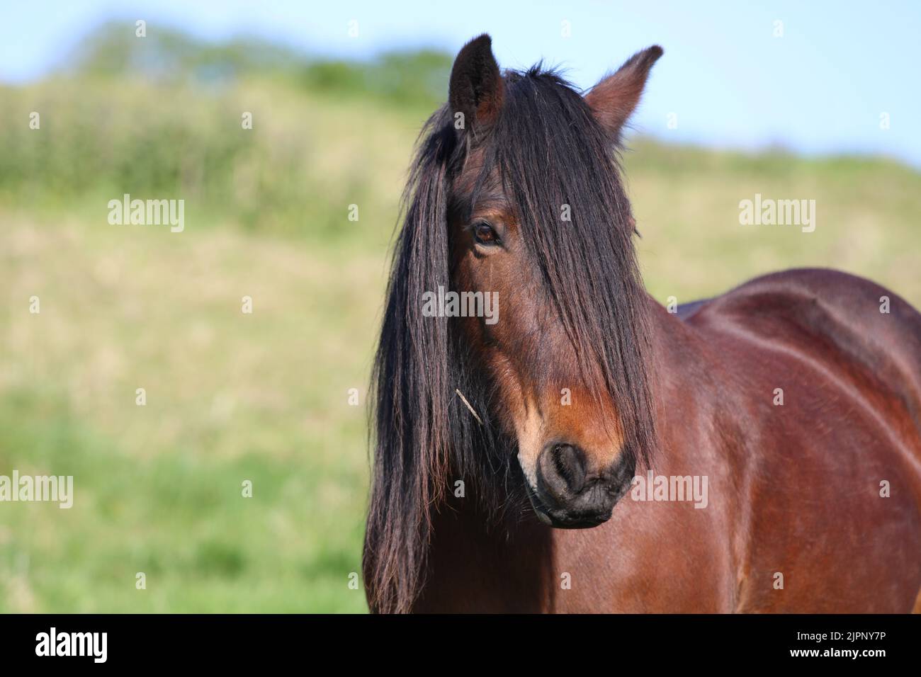 Fell pony filly and gelding head image family resemblance UK Stock ...