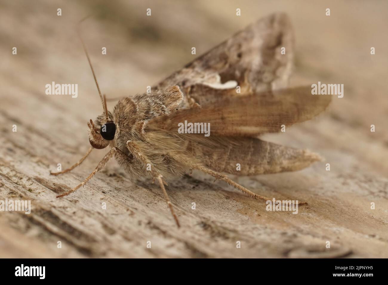 Silver y moth with open wings hi-res stock photography and images - Alamy