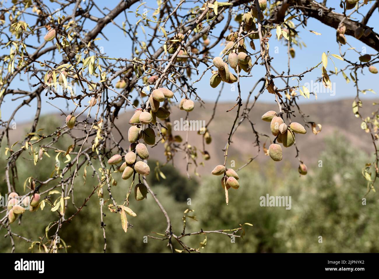 Detalle de las ramas del árbol del almendro cargadas de sus frutos a ...