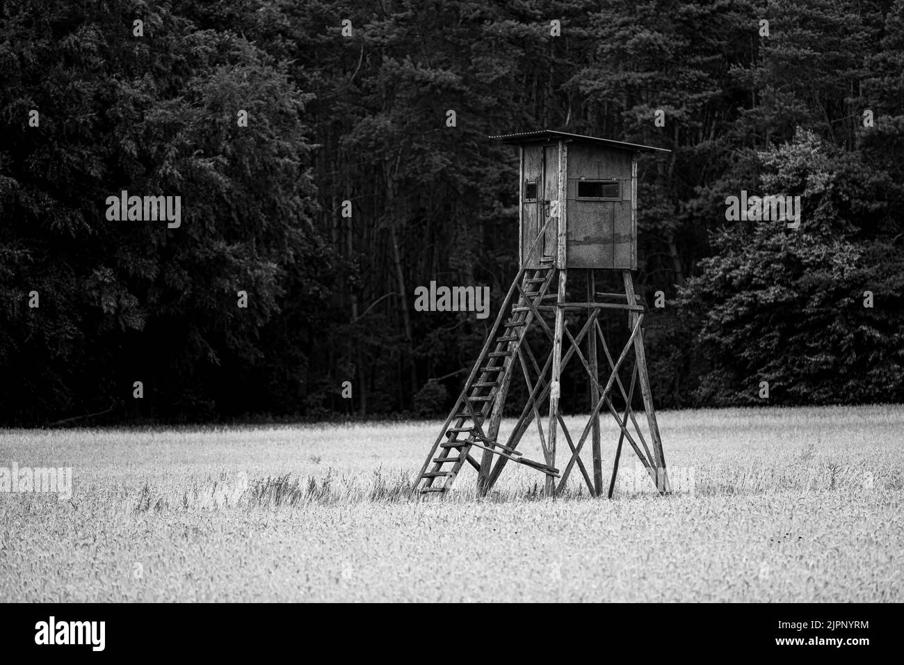 Raised hide in a spring forest hi-res stock photography and images - Alamy