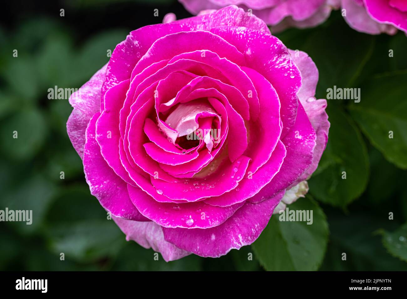 Flowering ‘Full Sail’ Hybrid Tea Rose Stock Photo - Alamy