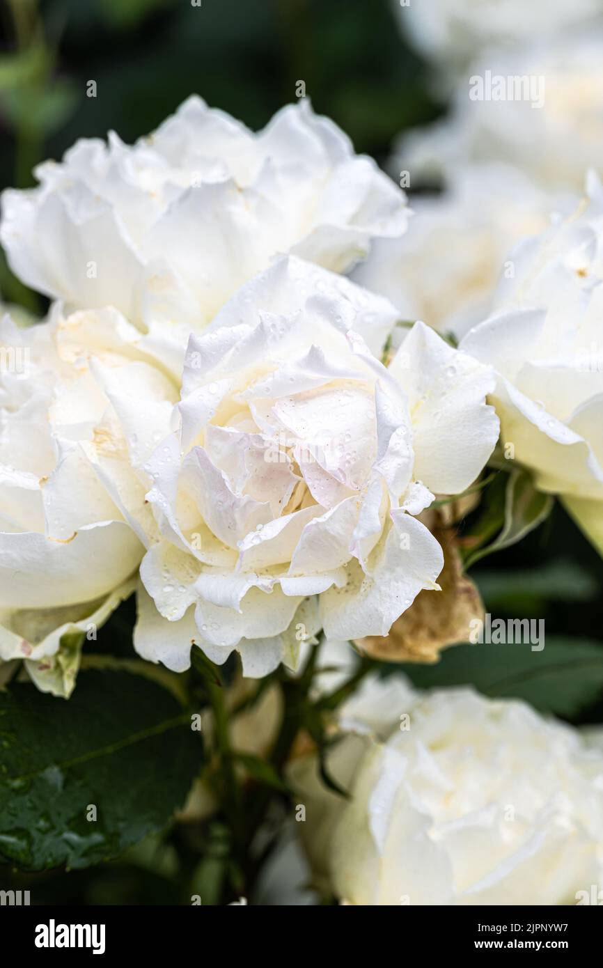 Flowering ‘Ice Cap’ Shrub Rose Stock Photo - Alamy
