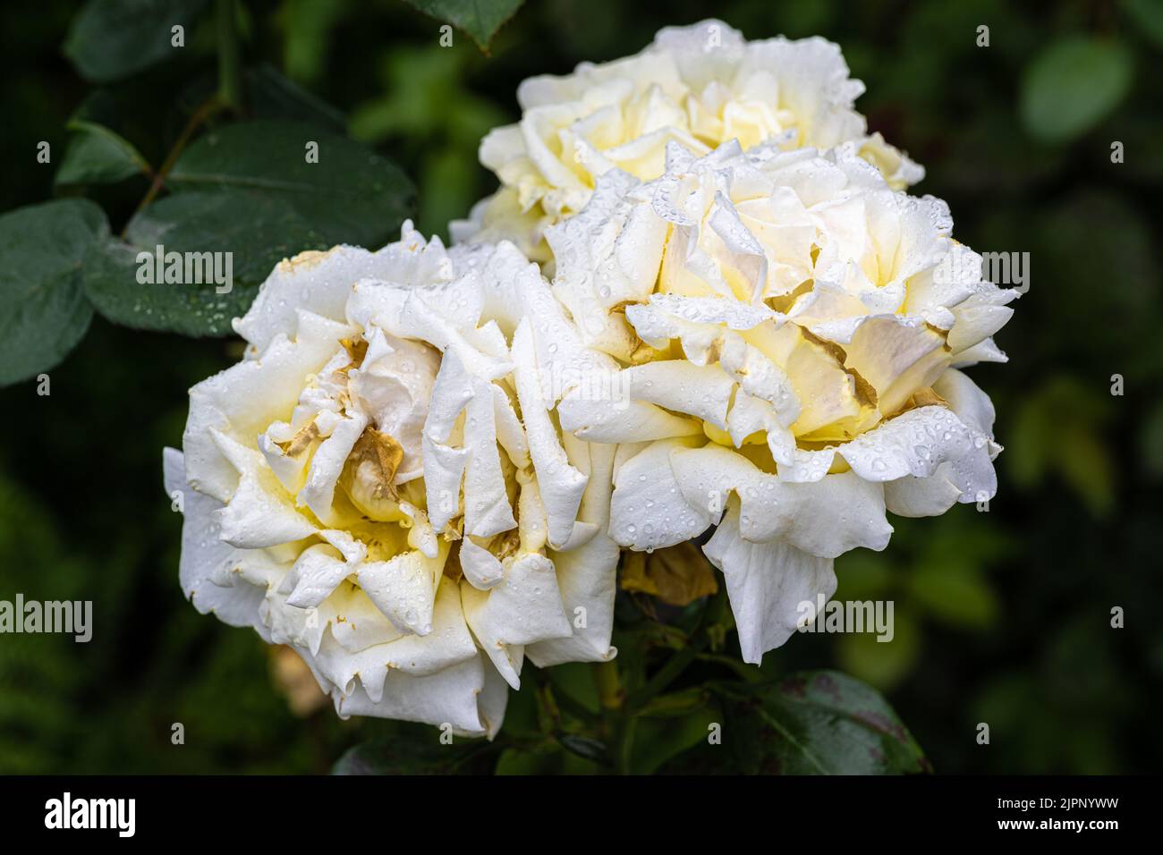 Flowering ‘Eternal Flame’ Floribunda Rose Stock Photo - Alamy