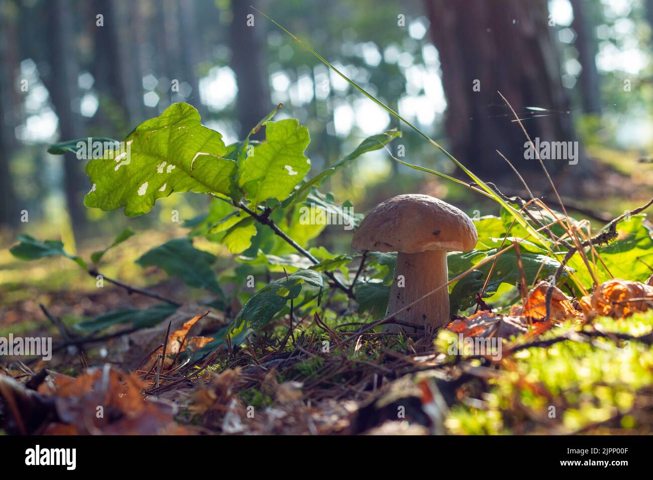 Beautiful porcini mushroom grow in sunlight. Autumn and summer season ...
