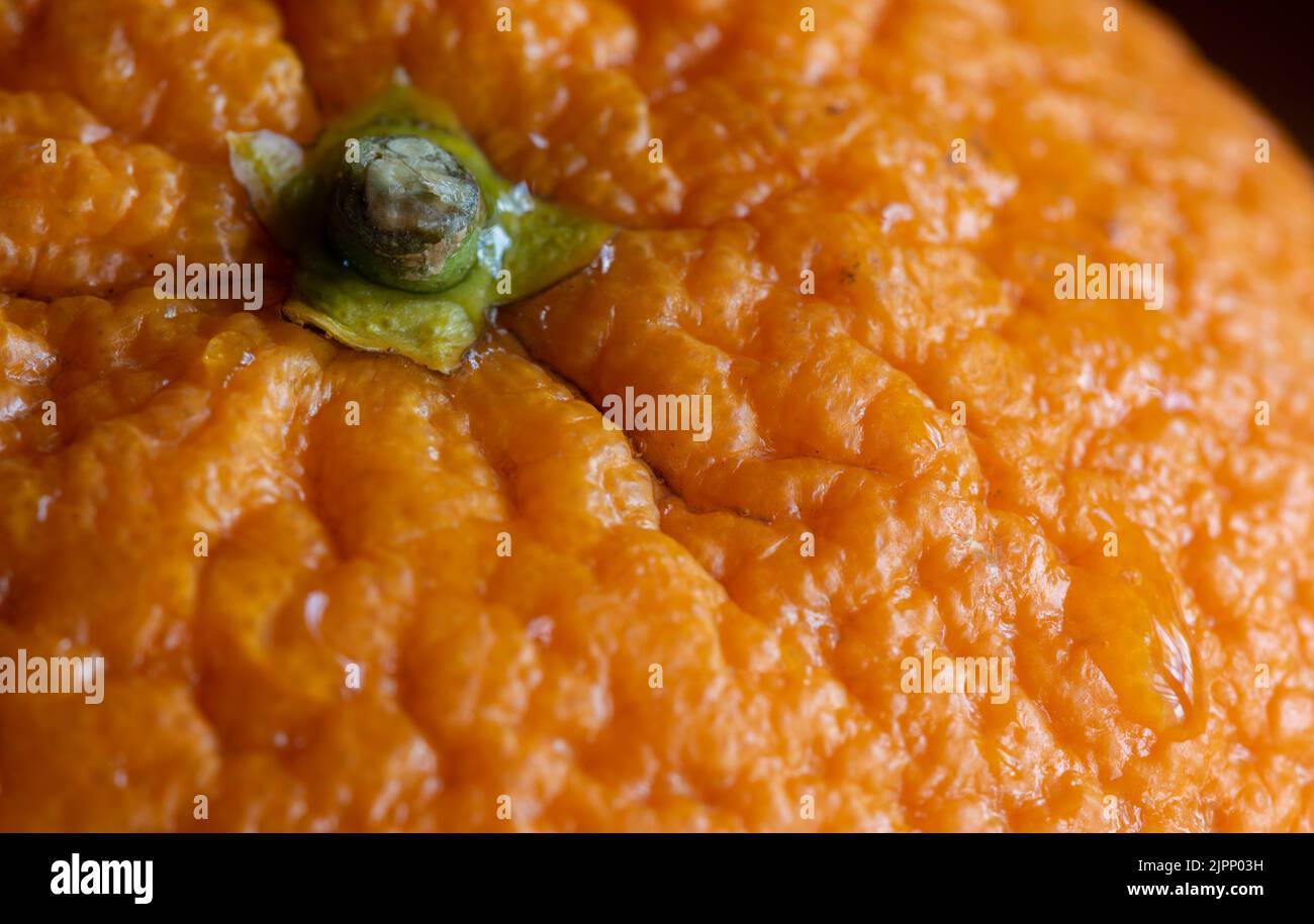 Orange in close-up. Structure of an orange peel on a macro scale. Juicy ...
