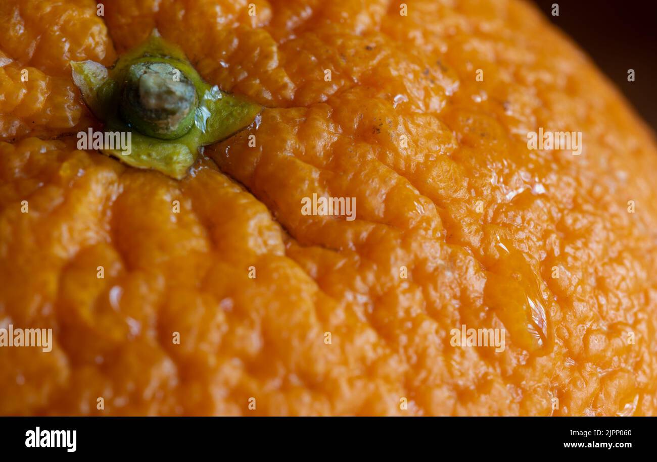 Orange in close-up. Structure of an orange peel on a macro scale. Juicy ...