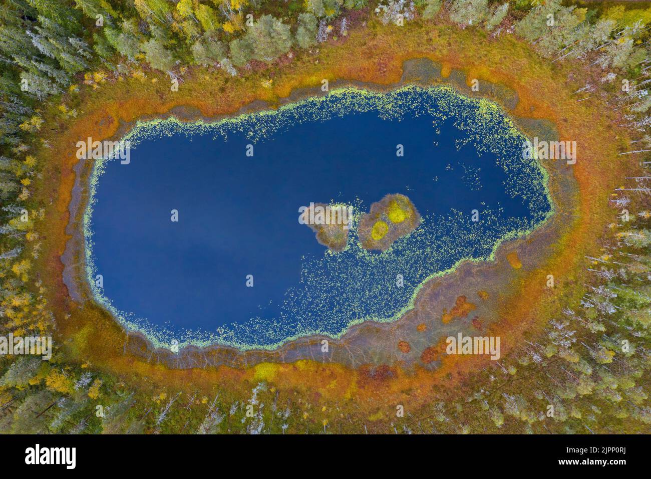 Aerial view over small pond with blue water in bog / moorland and trees ...