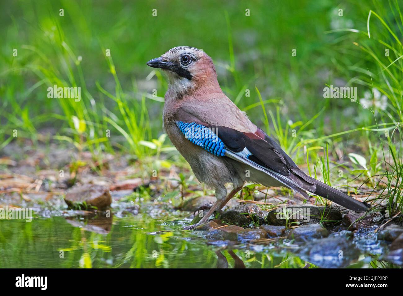 Jay bird uk hi-res stock photography and images - Alamy