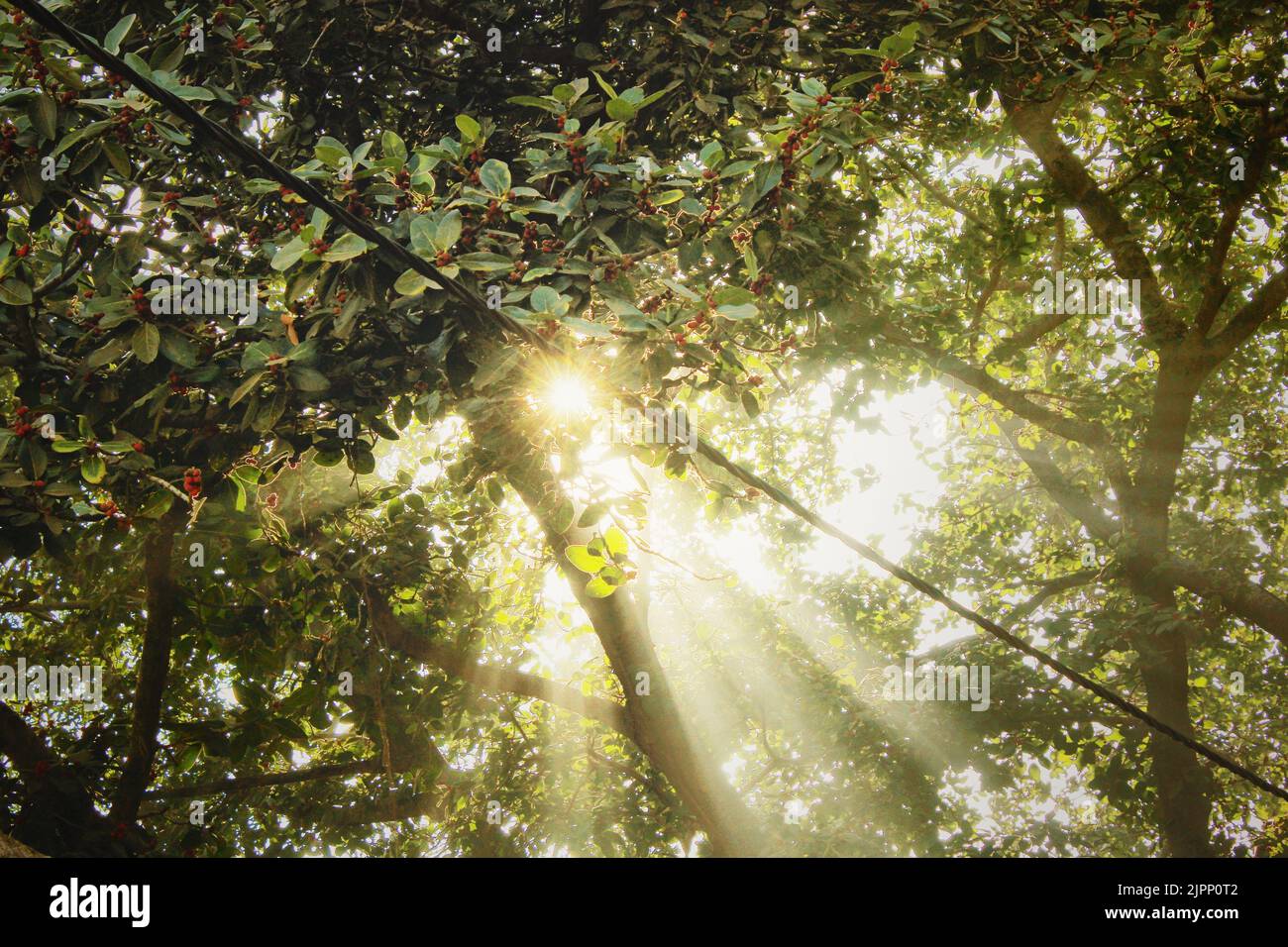A scenic view of sunlight rays visible through lush treetops in the ...