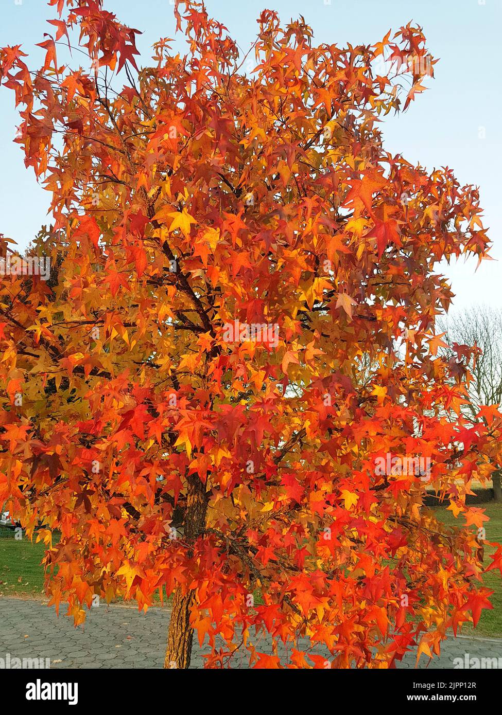 Tree with yellow and red leaves and blue sky in autumn Stock Photo - Alamy