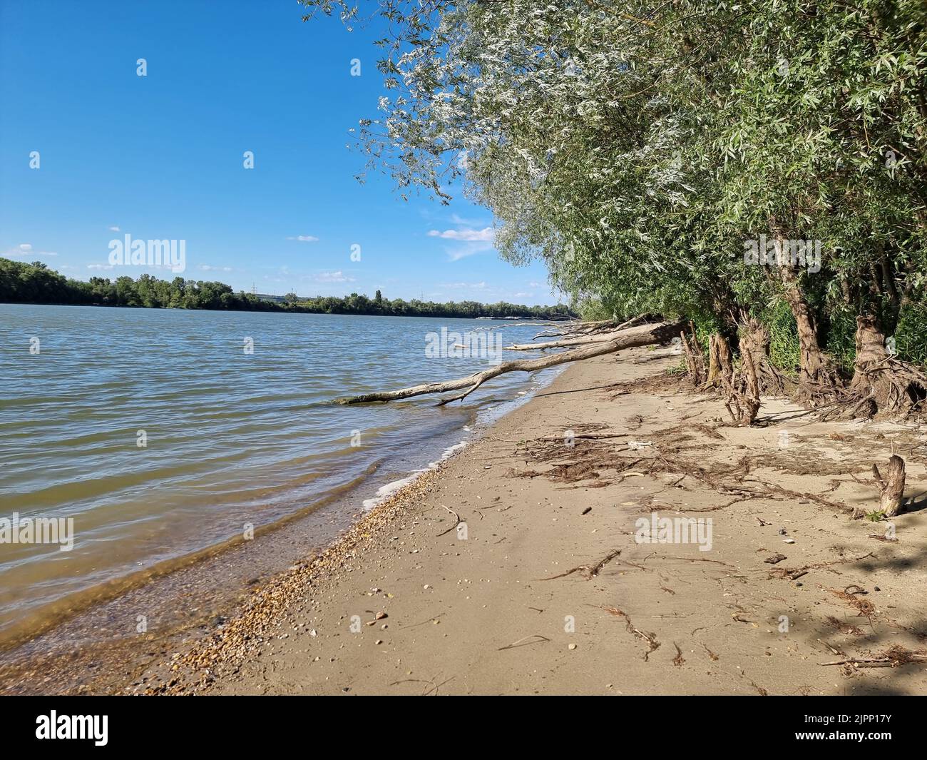 A fallen tree on a coast with other tall trees against a sea Stock ...