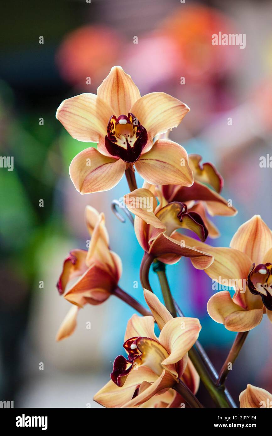 Close up of one of the beautiful Colombian orchids Stock Photo - Alamy