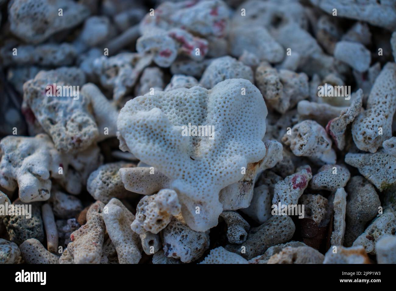 Coral reefs scenery hi-res stock photography and images - Alamy