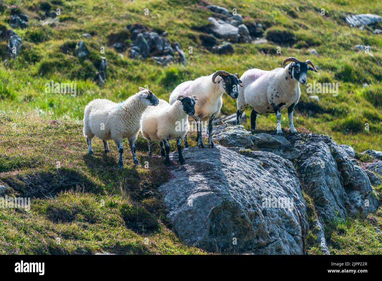 Scottish Blackface sheep on the Isle of Lewis and Harris, Scotland ...