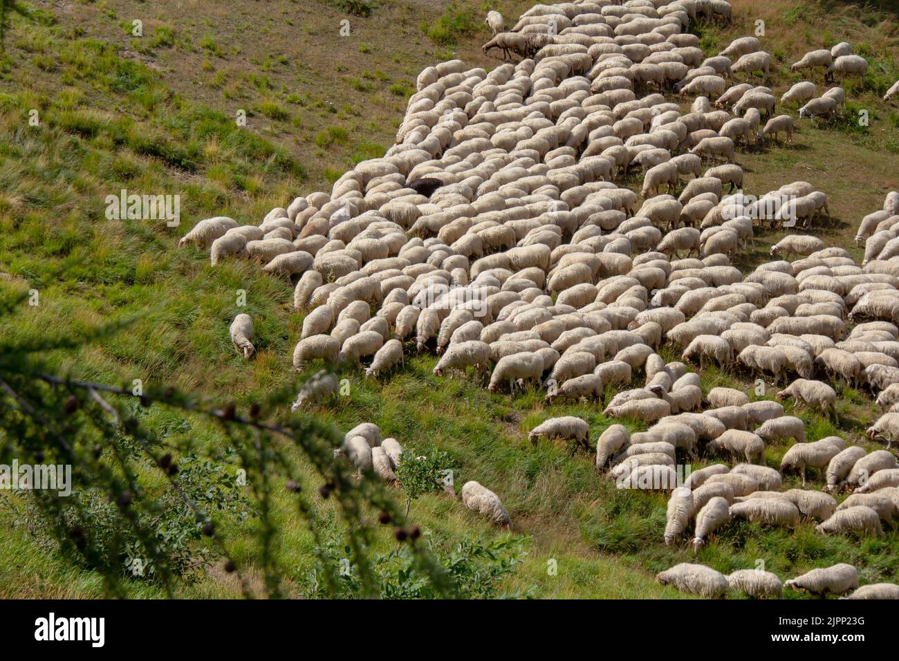 A flock of sheep graze on a green pasture in the mountains in summer ...