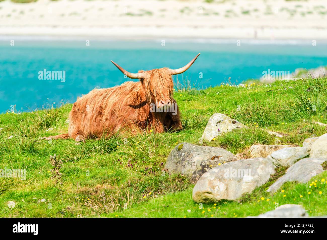 Red longhorn cattle uk hi-res stock photography and images - Alamy