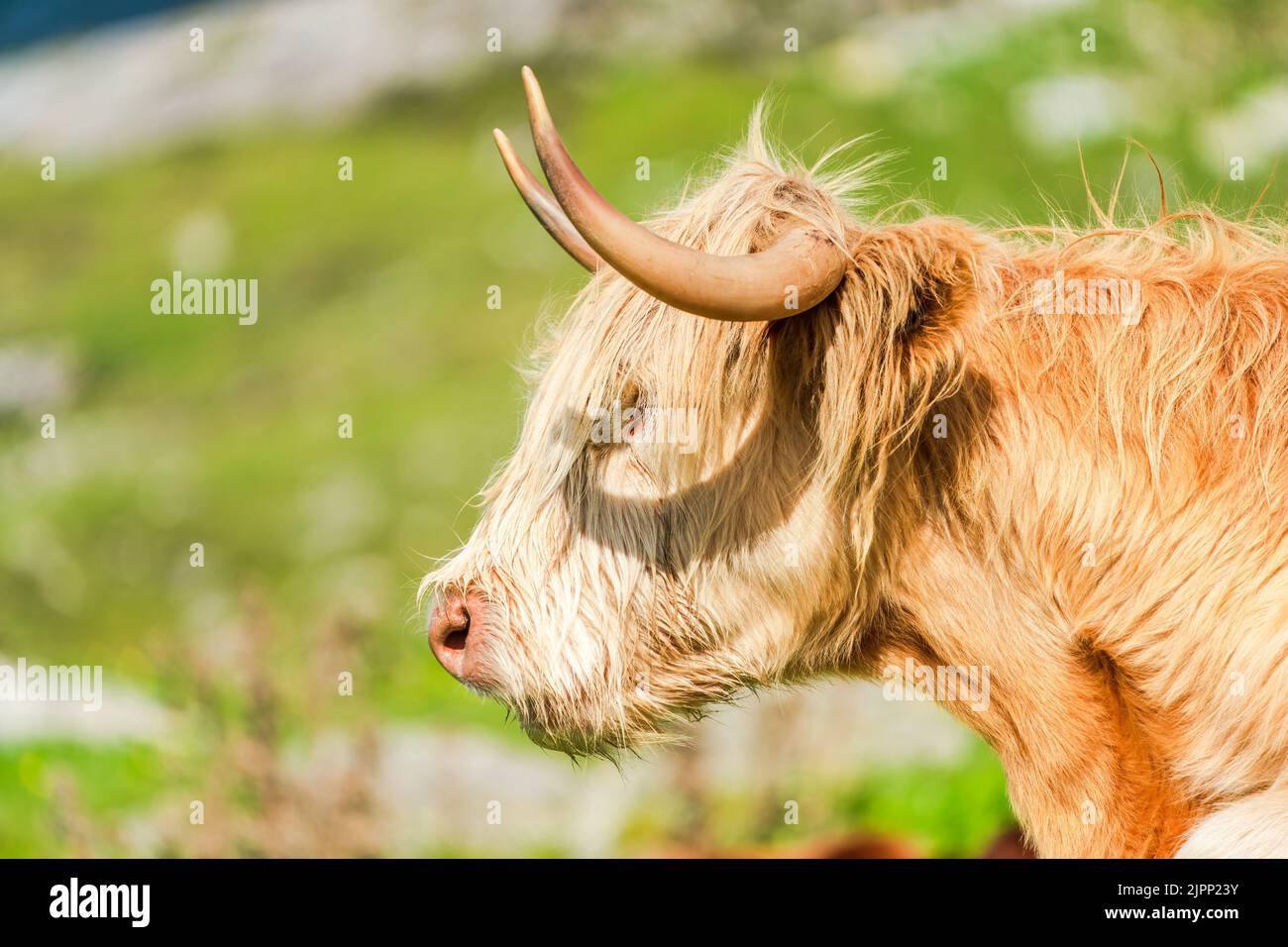 Highland cow, Isle of Harris in Outer Hebrides, Scotland. Selective ...