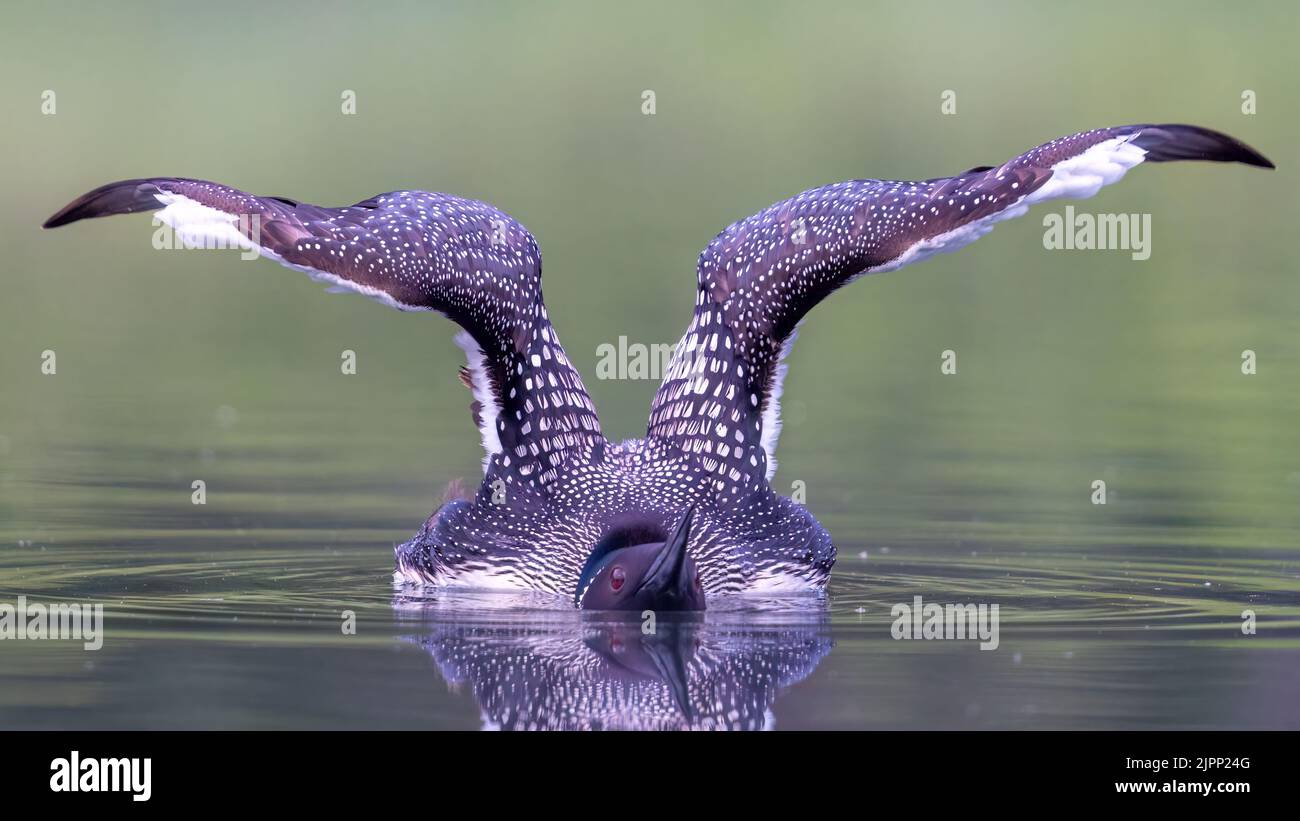 A back view of loon bird floating in the lake with wings spread widely ...