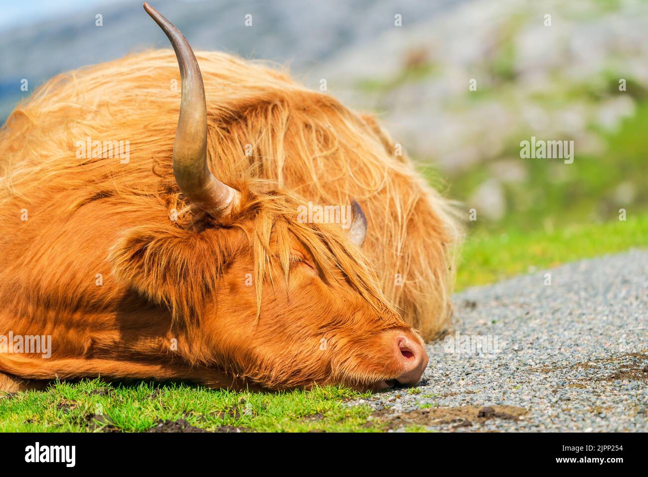 Highland cow sleeping by the road, Isle of Harris in Outer Hebrides ...