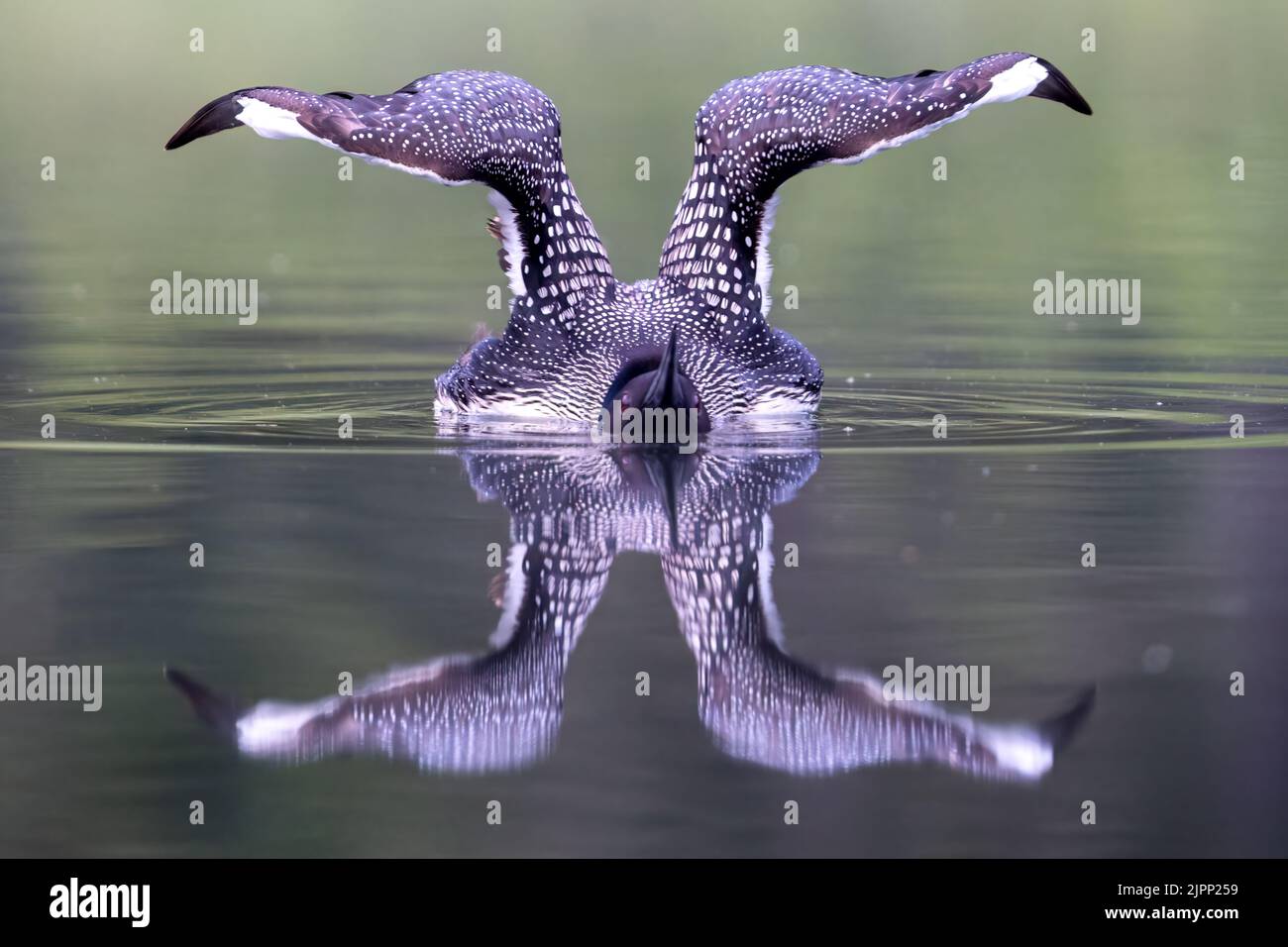 A loon bird with widespread wings reflected on water surface Stock ...