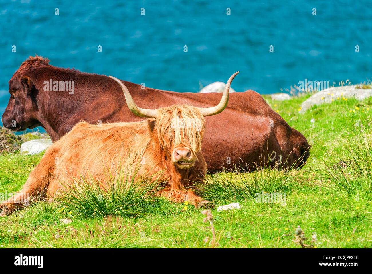 Highland cow, Isle of Harris in Outer Hebrides, Scotland. Selective ...