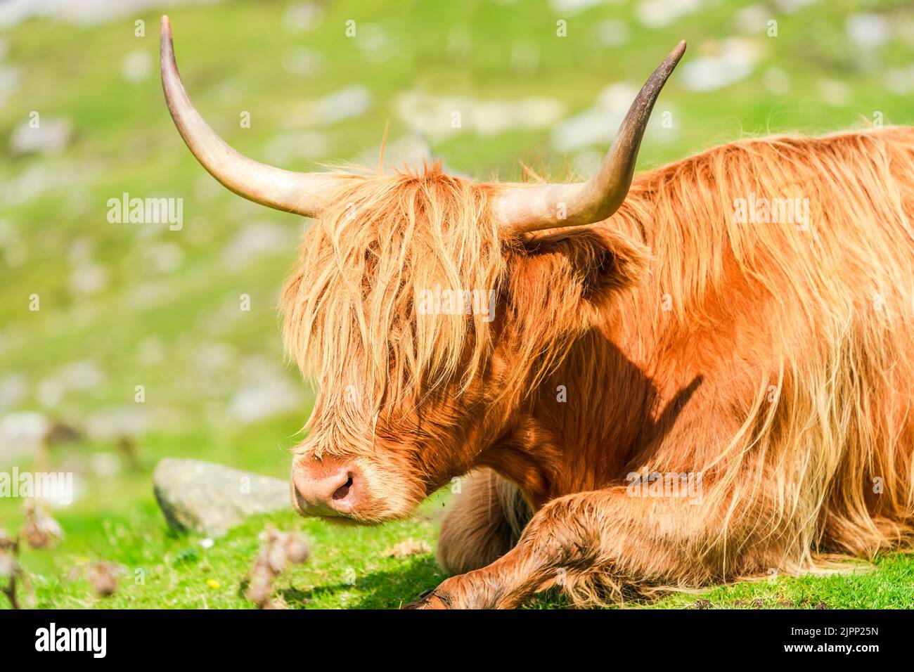 Highland cow, Isle of Harris in Outer Hebrides, Scotland. Selective ...