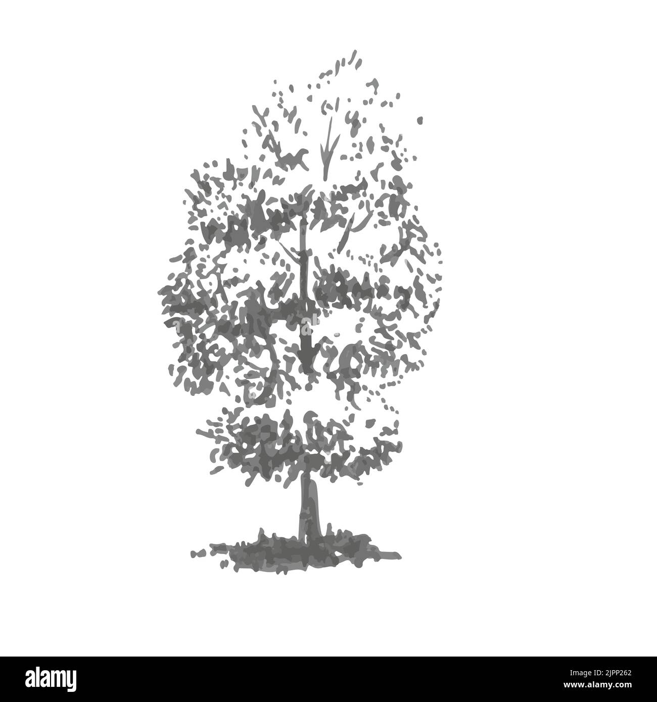 Hand-drawn tree, linden. Realistic image in shades of gray, sketch ...