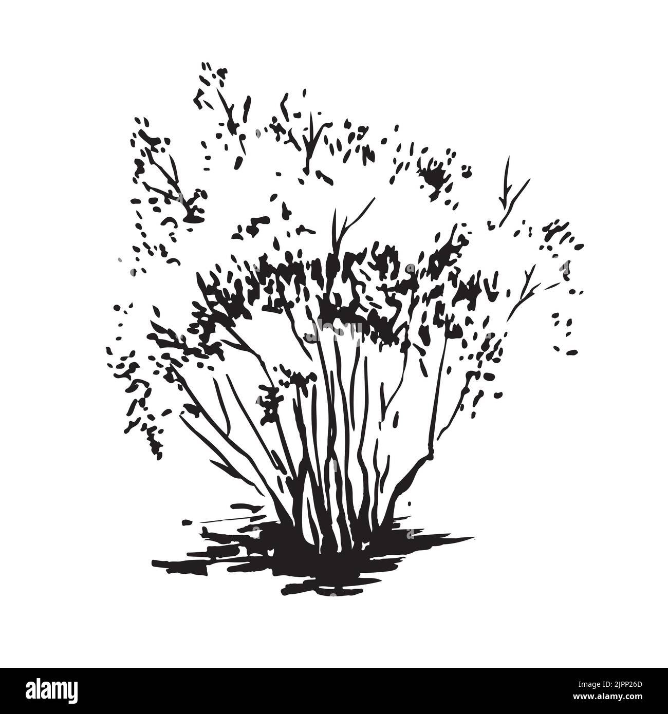 Hand-drawn bush. Black and white realistic image, sketch painted with ...