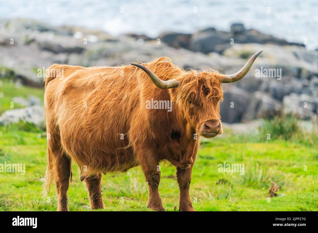 Highland cow, Isle of Harris in Outer Hebrides, Scotland. Selective ...