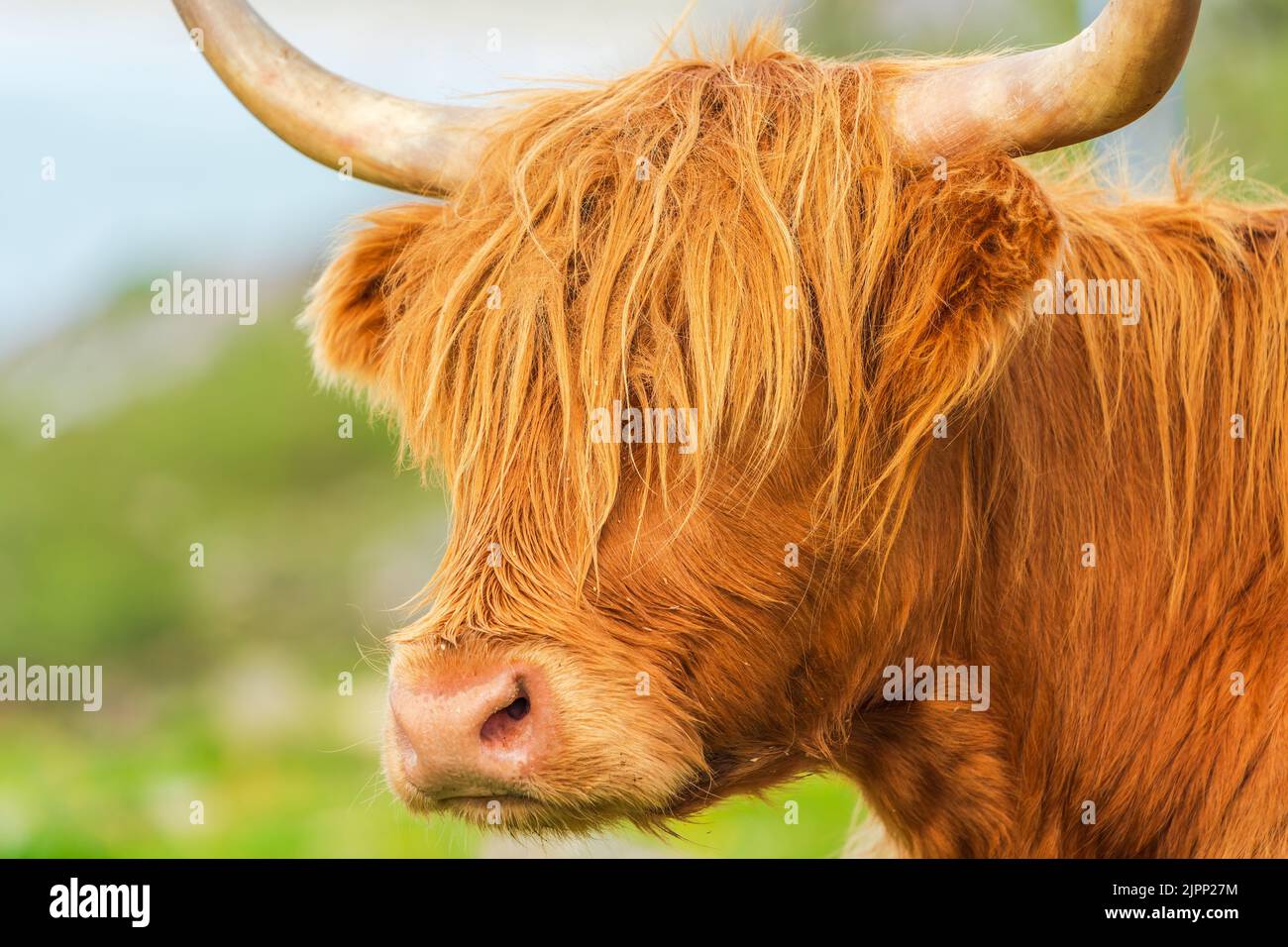 Highland cow, Isle of Harris in Outer Hebrides, Scotland. Selective ...