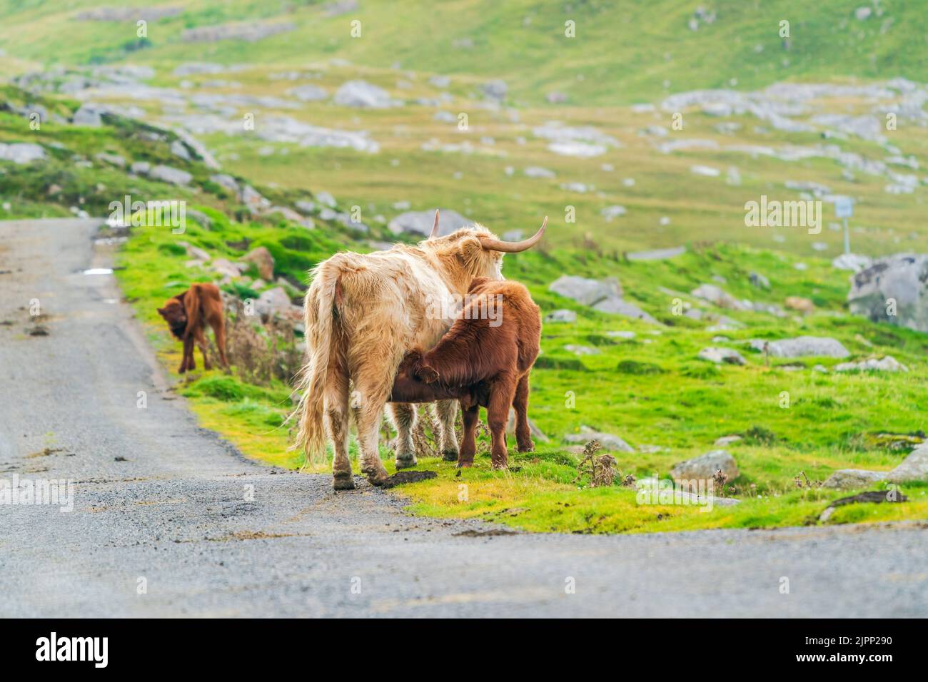 Highland cow suckling its calf, Isle of Harris in Outer Hebrides ...
