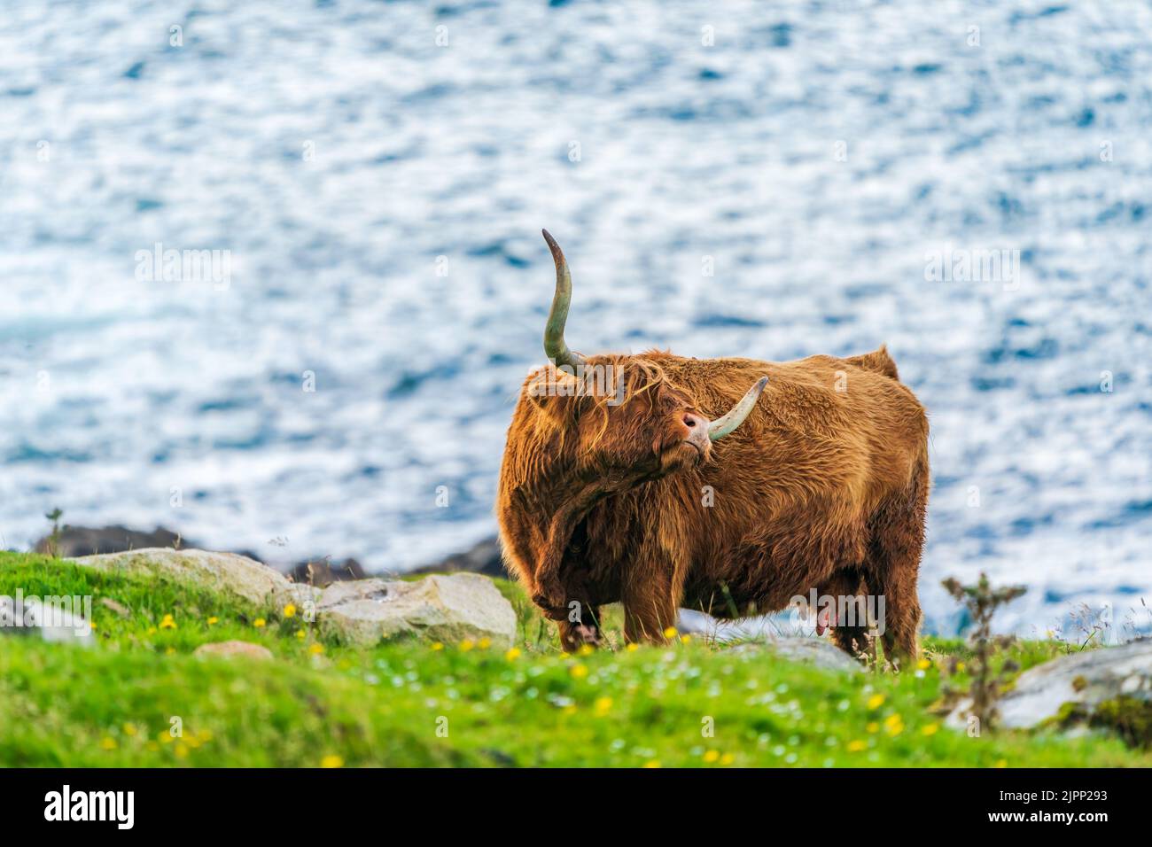 Highland cow, Isle of Harris in Outer Hebrides, Scotland. Selective ...