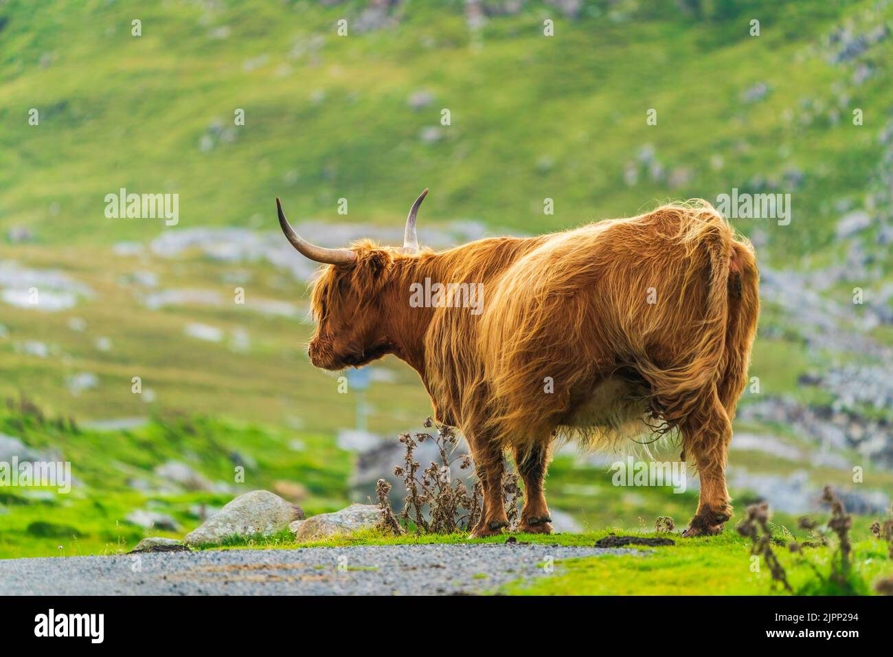 Highland cow, Isle of Harris in Outer Hebrides, Scotland. Selective ...
