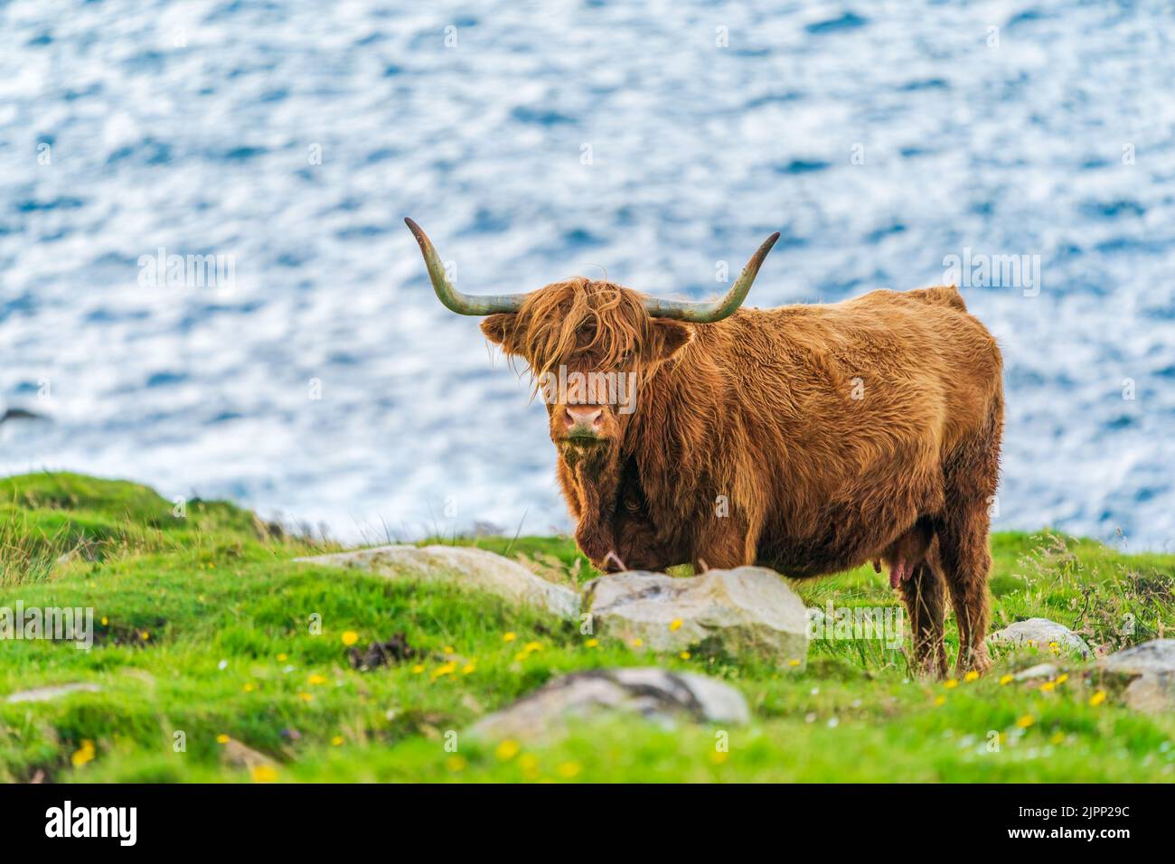Highland cow, Isle of Harris in Outer Hebrides, Scotland. Selective ...