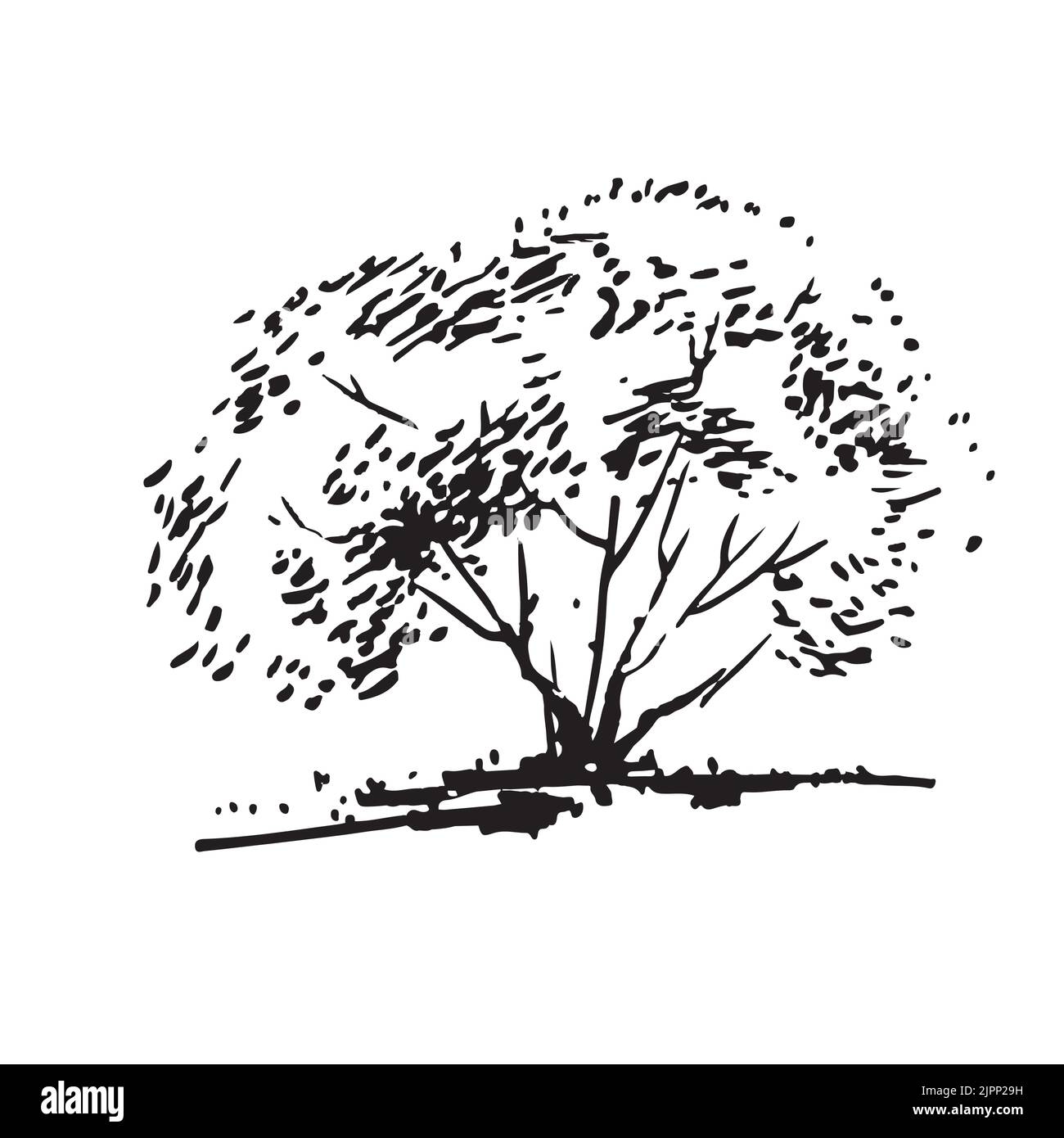 Hand-drawn bush. Black and white realistic image, sketch painted with ...