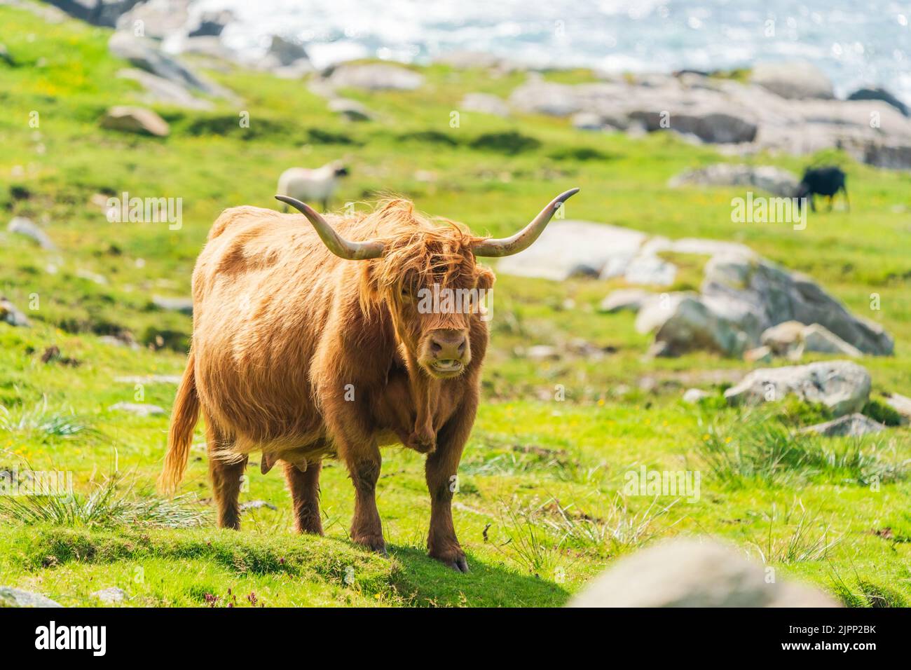 Highland cow, Isle of Harris in Outer Hebrides, Scotland. Selective ...