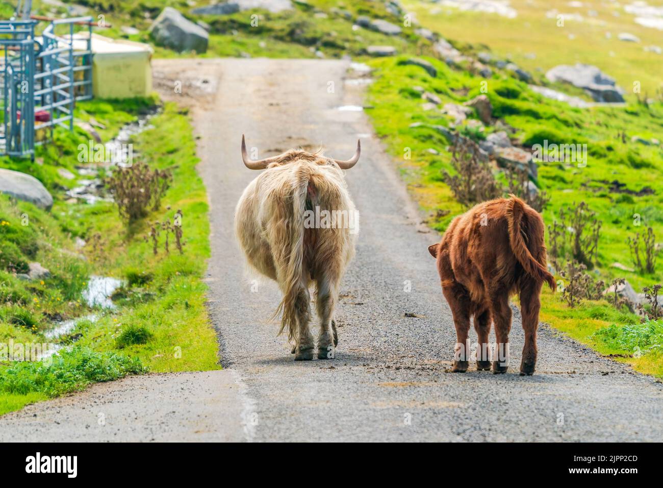 Highland cow and a calf on the road, Isle of Harris in Outer Hebrides ...