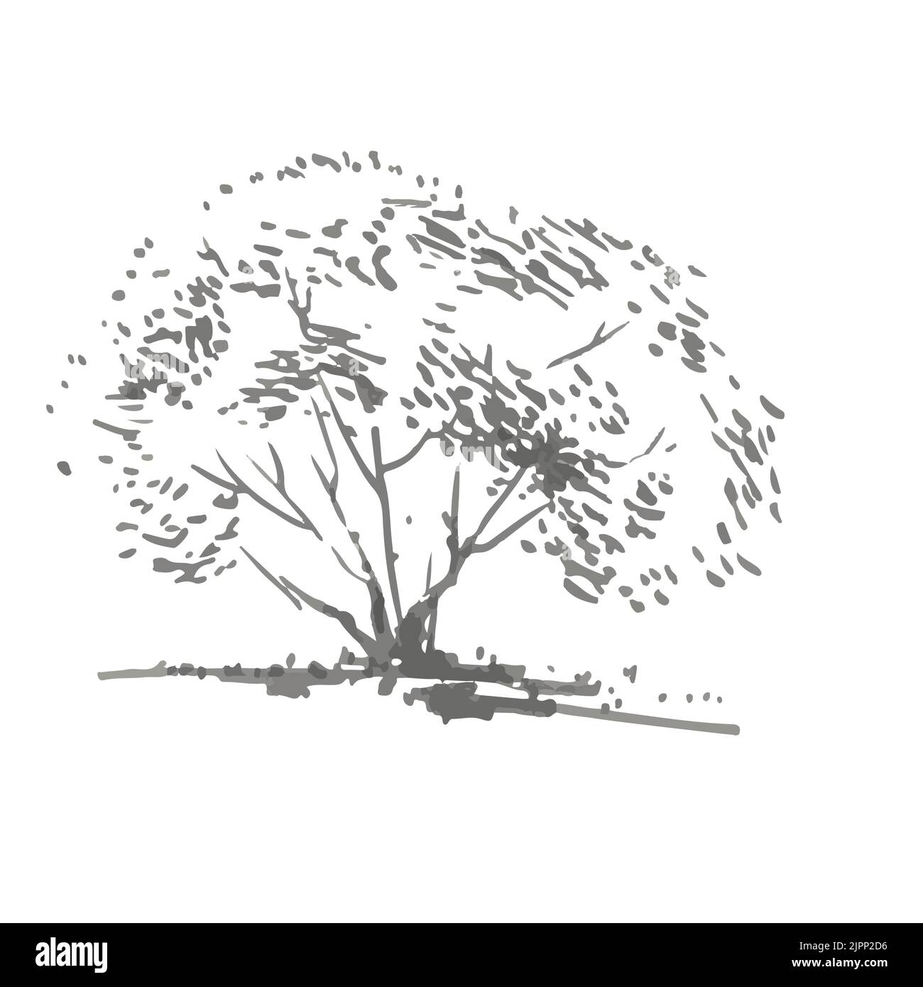 Hand-drawn bush. Rrealistic image in shades of gray, sketch painted ...