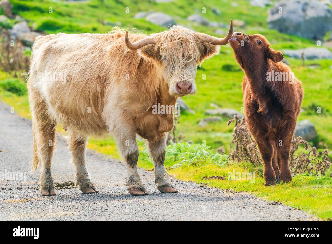 Highland cow with a calf, Isle of Harris in Outer Hebrides, Scotland ...