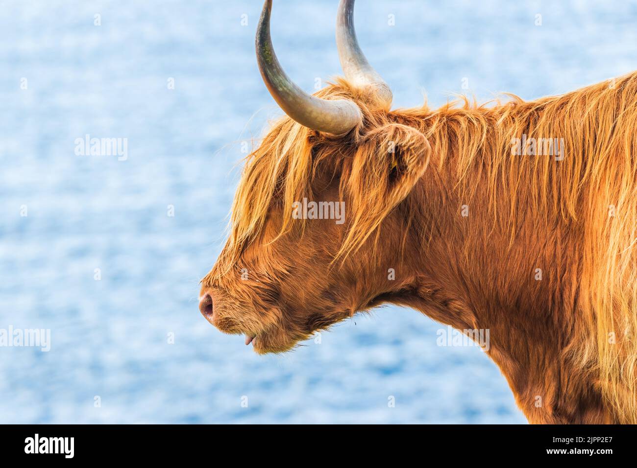 Highland cow, Isle of Harris in Outer Hebrides, Scotland. Selective ...