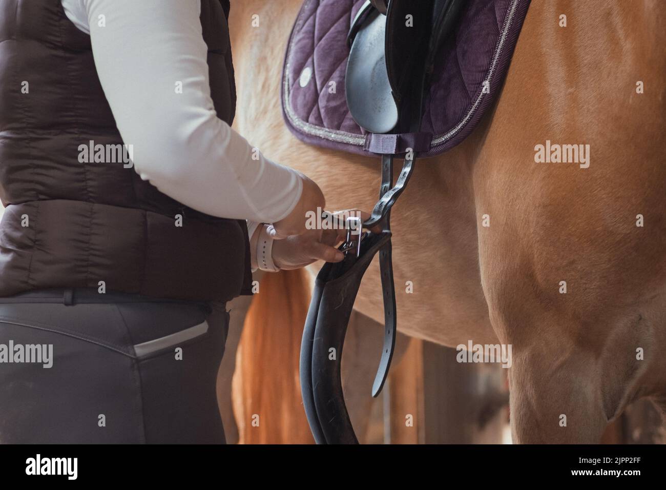 A closeup of horse rider saddling up the horse for ride.Tying up the ...