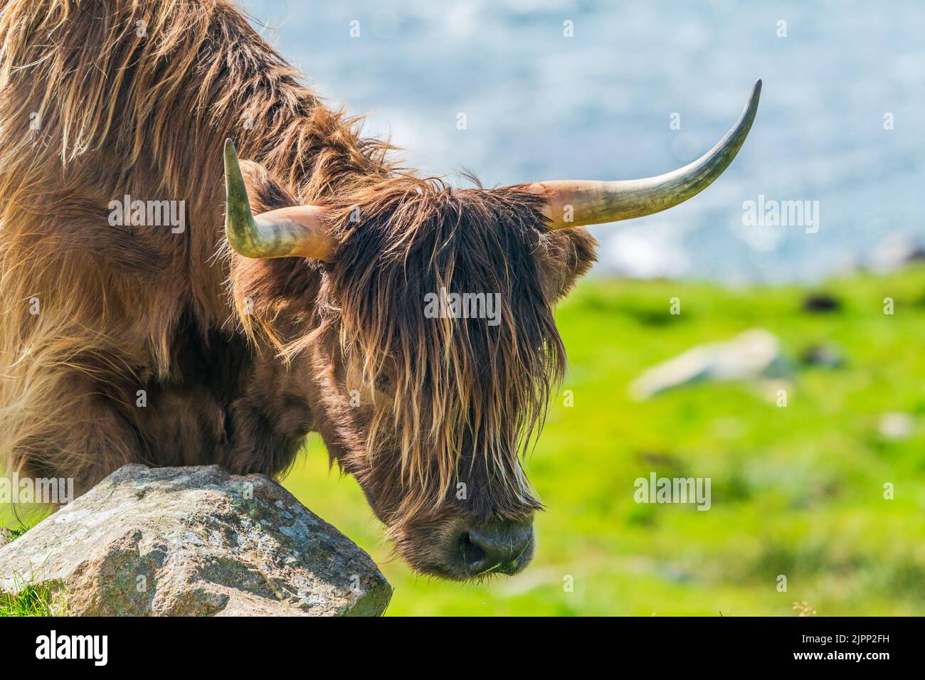 Highland cow, Isle of Harris in Outer Hebrides, Scotland. Selective ...