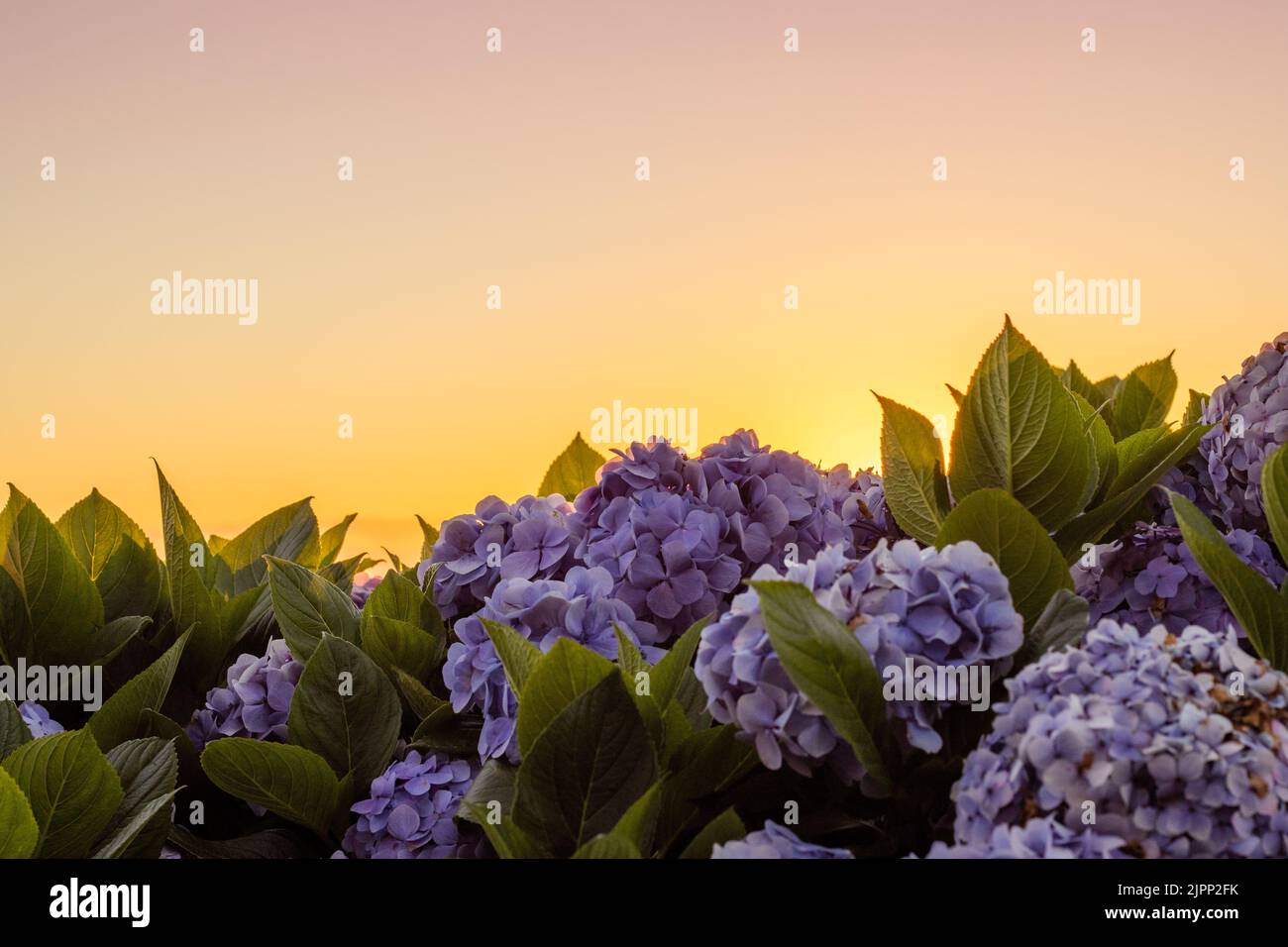 Sunrise at Azores islands, view to the colorful sky with hydrangeas ...