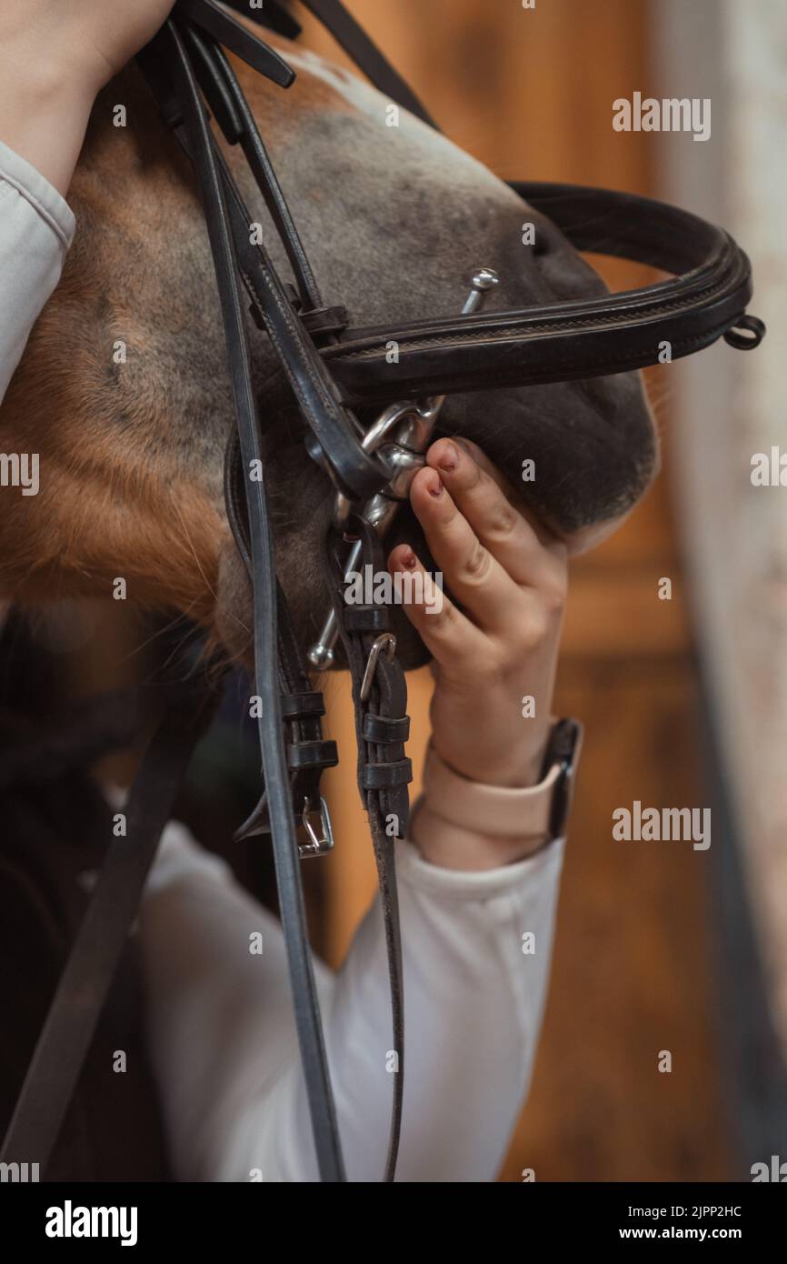 A vertical closeup shot of young rider putting the reins on his horse's ...