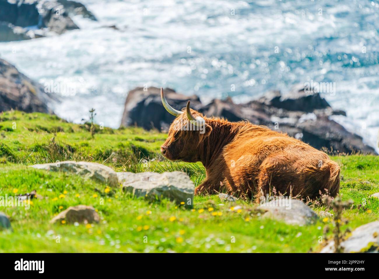 Highland cow, Isle of Harris in Outer Hebrides, Scotland. Selective ...
