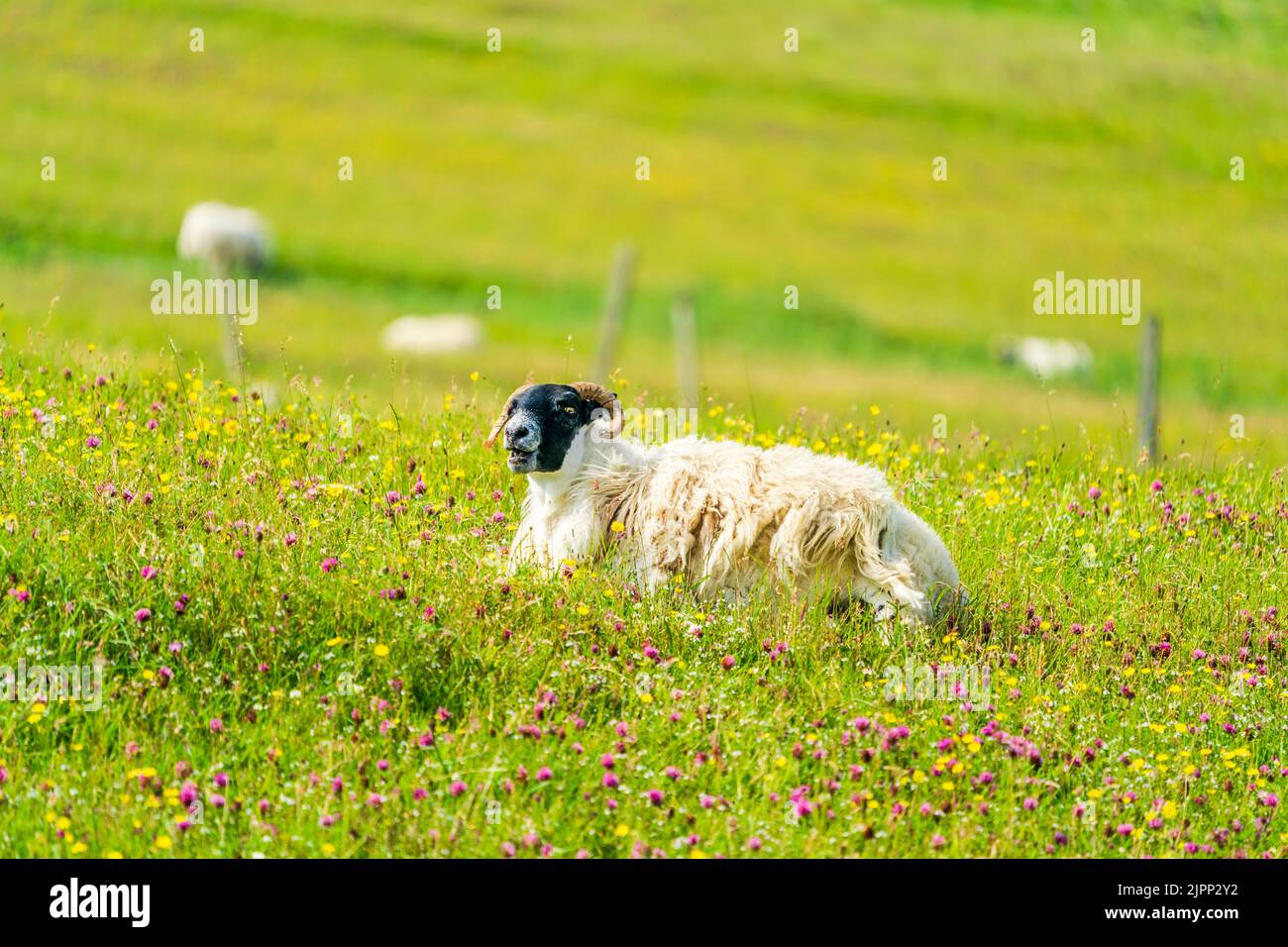 Scottish Blackface sheep on the Isle of Lewis and Harris, Scotland ...