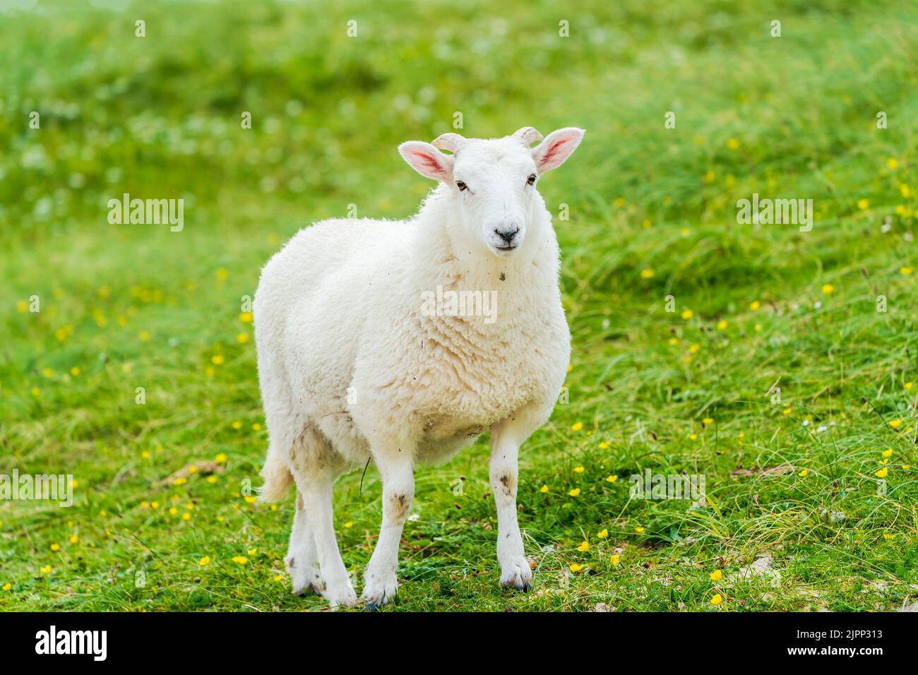 A sheep on a meadow, Isle of Lewis and Harris, Scotland Stock Photo - Alamy