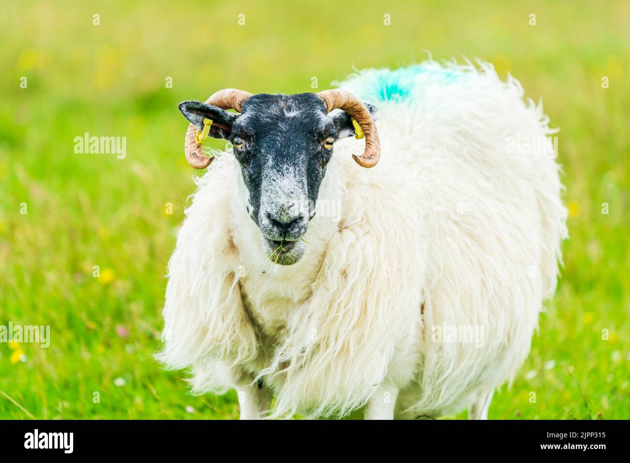 Scottish Blackface sheep on the Isle of Lewis and Harris, Scotland ...