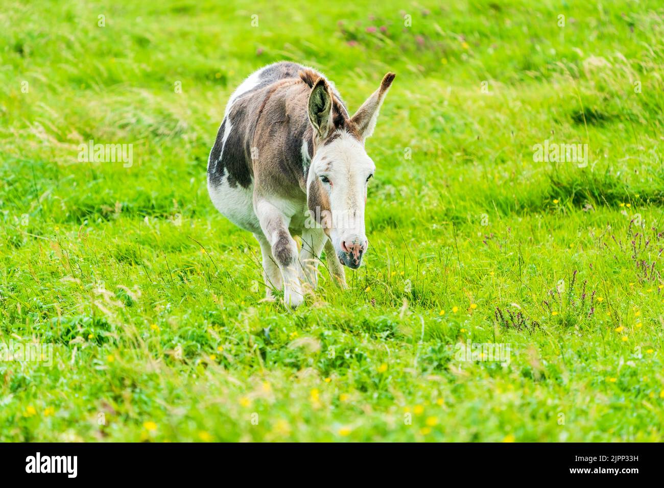 Domestic donkey on a meadow, Isle of Harris, Scotland Stock Photo - Alamy